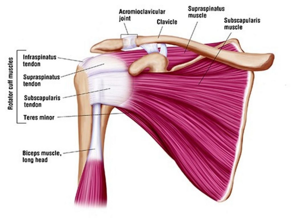 11 Best Cable Shoulder Exercises (For Massive Shoulders)