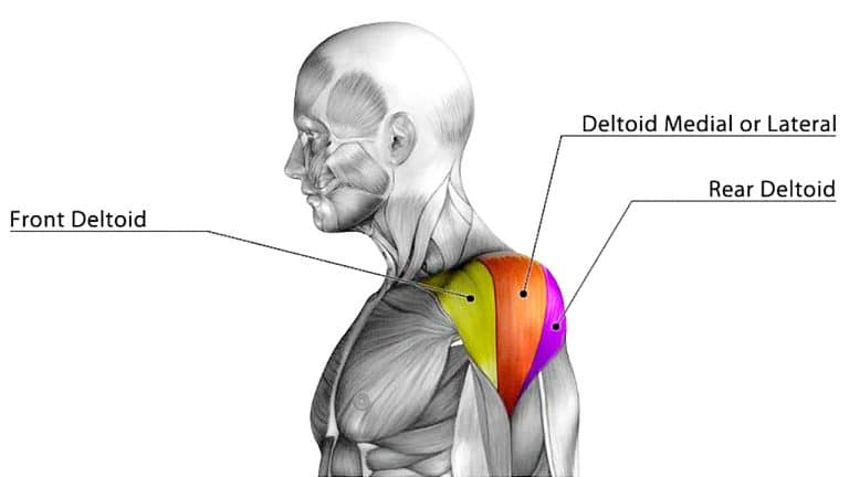 15 Best Lateral Deltoid Exercises (For Broader Shoulders)