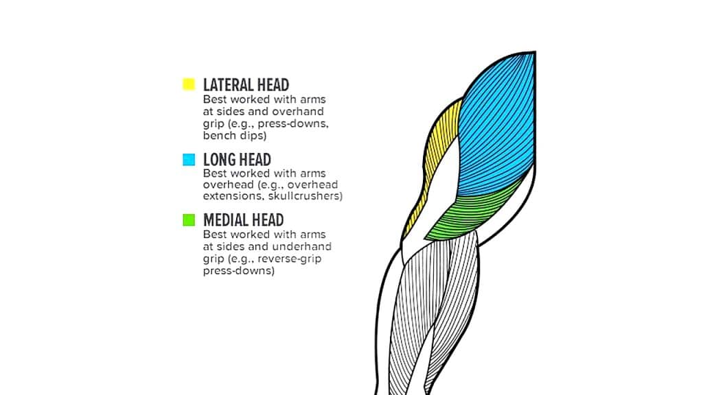 13 Best Lateral Head Tricep Exercises (For Huge Arms)
